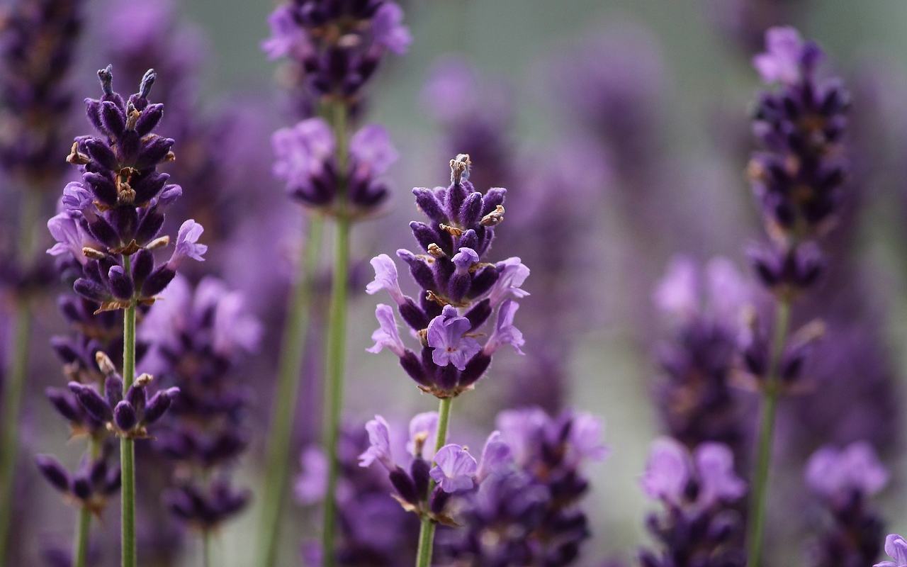 Lavanda | Kako se sadi lavanda u saksiji i bašti? | Agromagazin