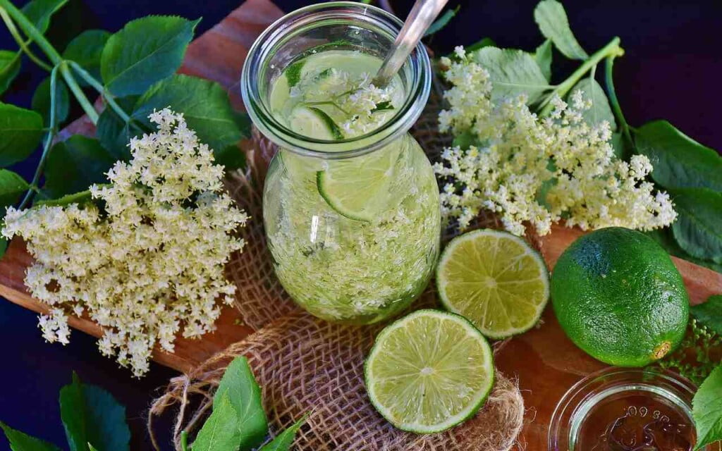 Zova | Kakva je zova kao lek i kako se primenjuje | Agromagazin