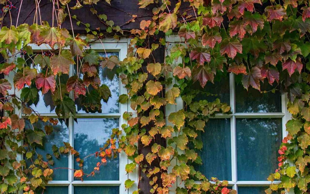 Bršljan - sadnja, gajenje i oblikovanje | Agromagazin