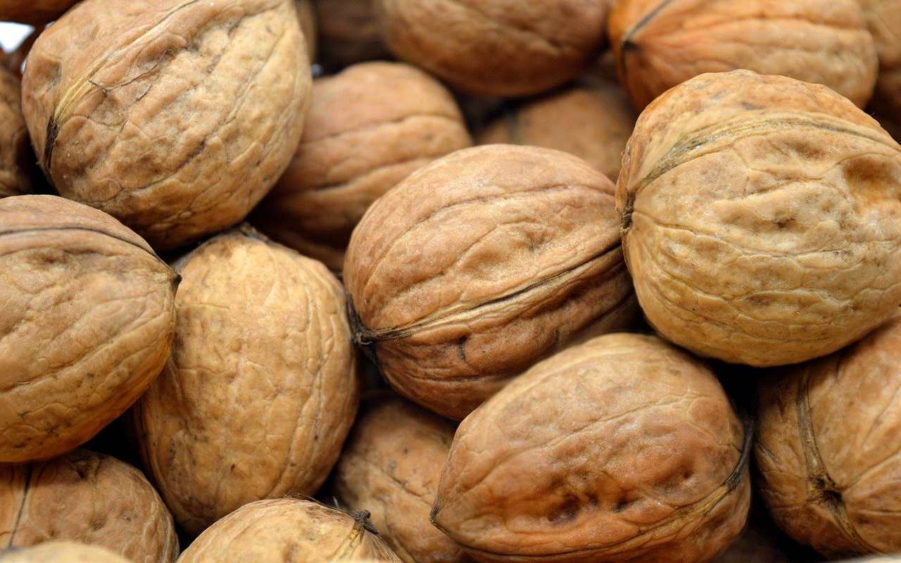 Čendler orah | Karakteristike, sadnja i uzgoj | Agromagazin