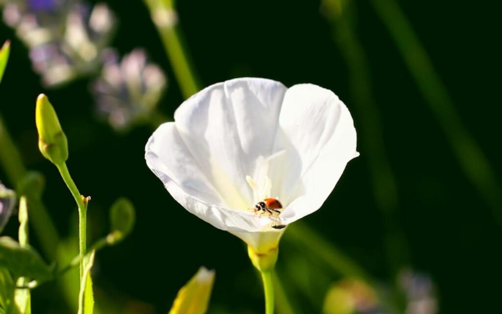 Korov | Vrste korova i kako ga se rešiti | Agromagazin